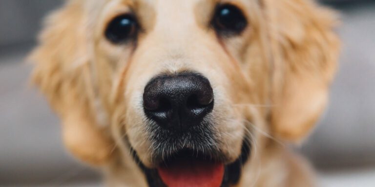 Understanding the "Loyal" Golden Retriever Animal Personality Type