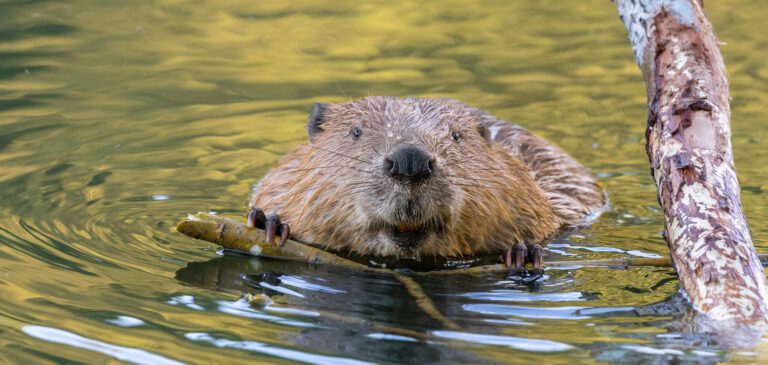 Understanding the "Doer" Beaver Animal Personality Type