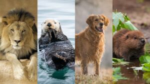 Understanding the 4 Animal Personality Types and How You Naturally ...
