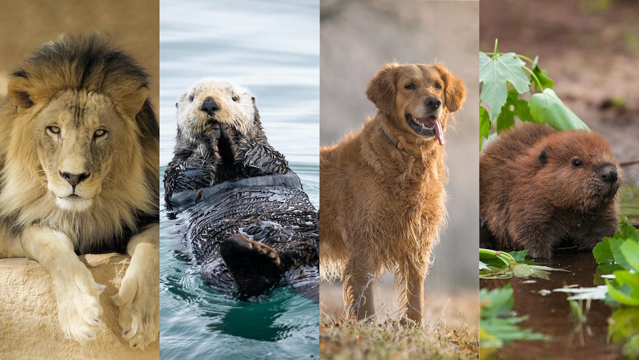 Understanding the 4 Animal Personality Types and How You Naturally ...
